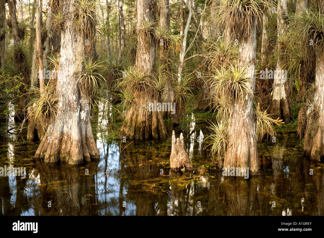 Pond Cypress trees, Bromeliads, Big Cypress National Preserve Stock ...