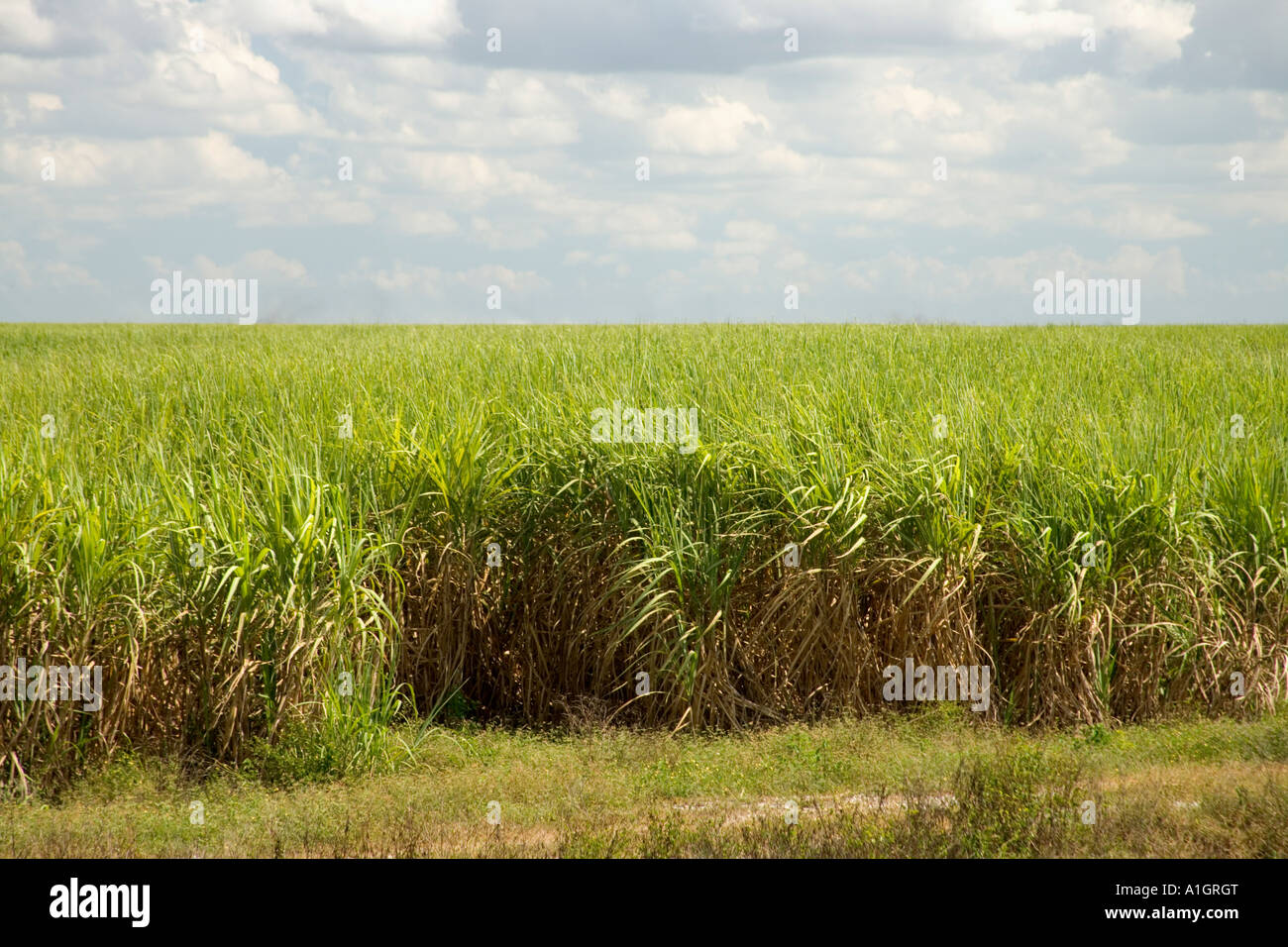Mature Sugar cane field Stock Photo - Alamy