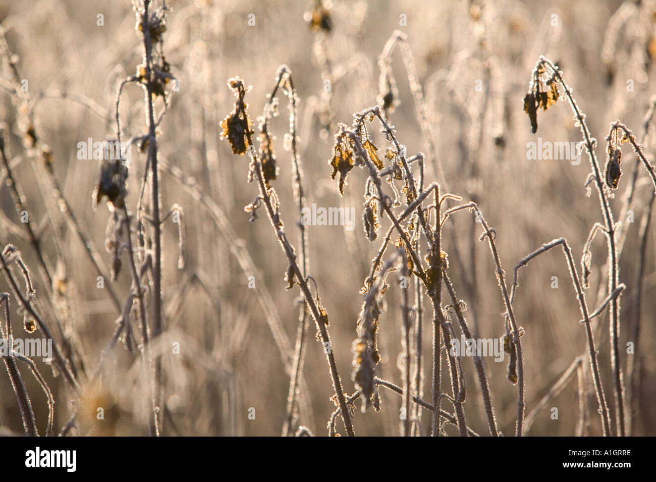 Stinging nettles winter hi-res stock photography and images - Alamy