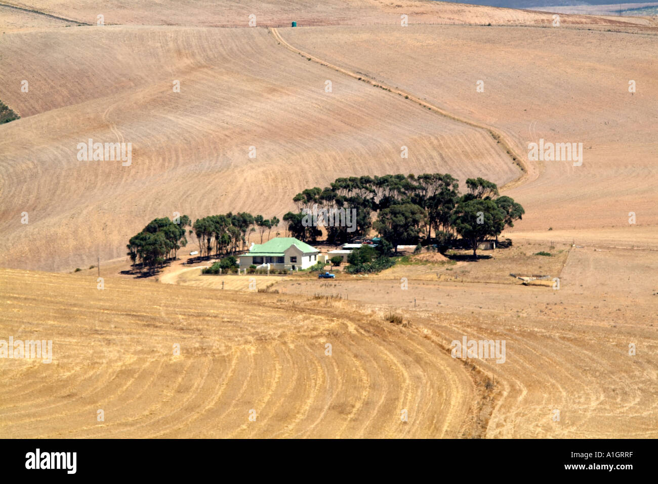 Farmhouse in the wheatlands area of the Overberg Western Cape South ...