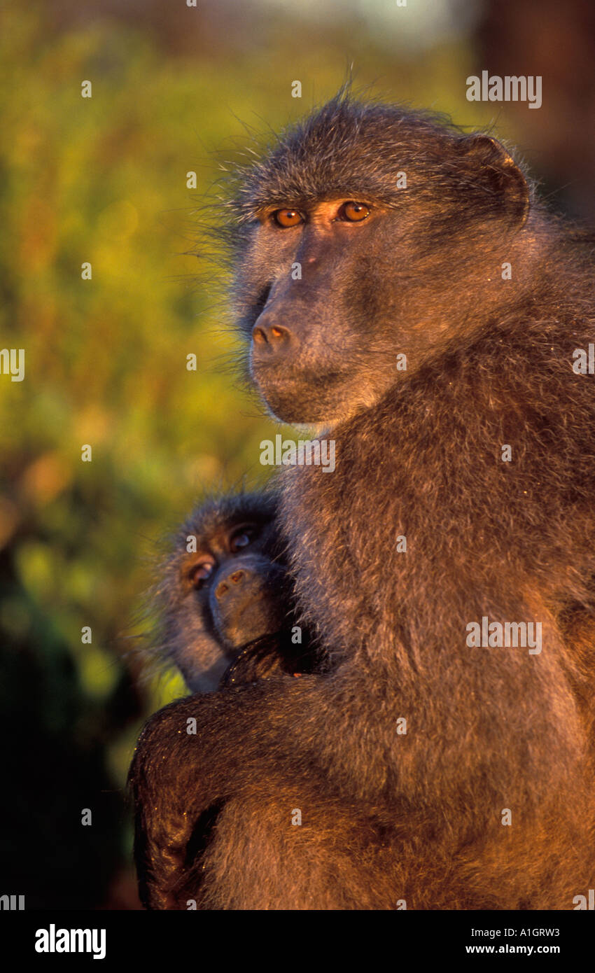Baby monkey in mothers arms hi-res stock photography and images - Alamy