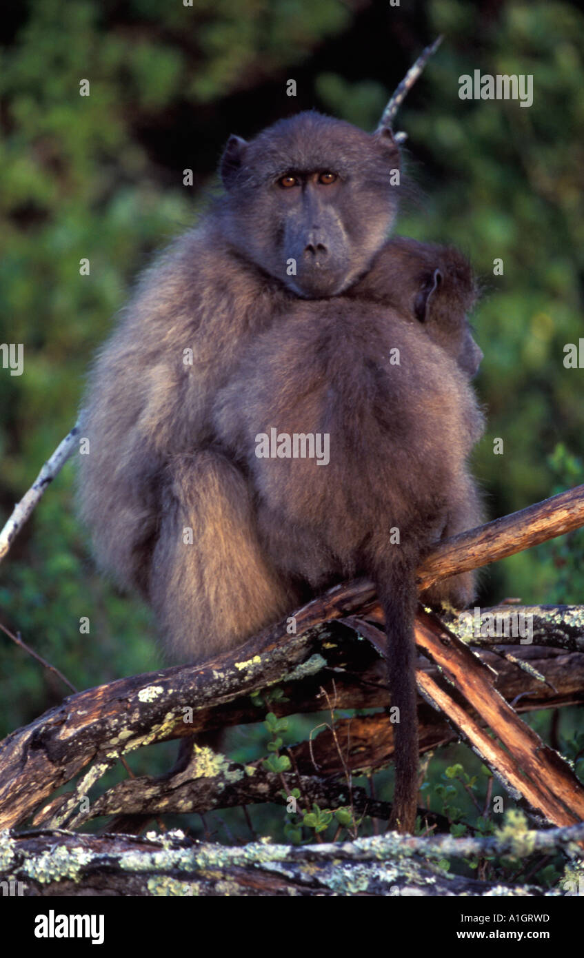 2 Infant Chacma Baboons Hugging in the Cold (Papio Ursinus Stock Photo ...
