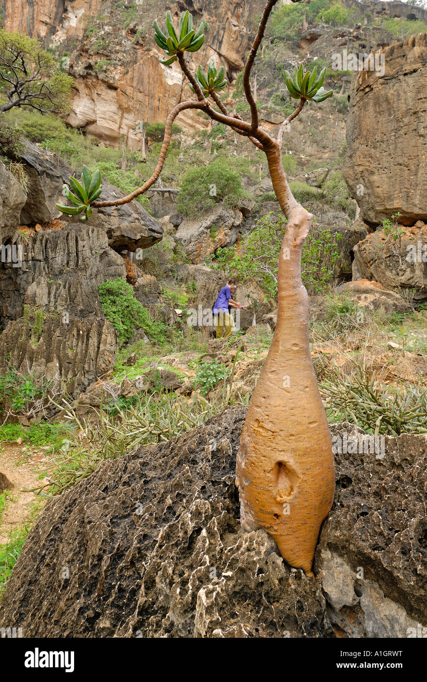 Socotra Desert Rose or Bottle Tree adenium obesum sokotranum Homhil ...
