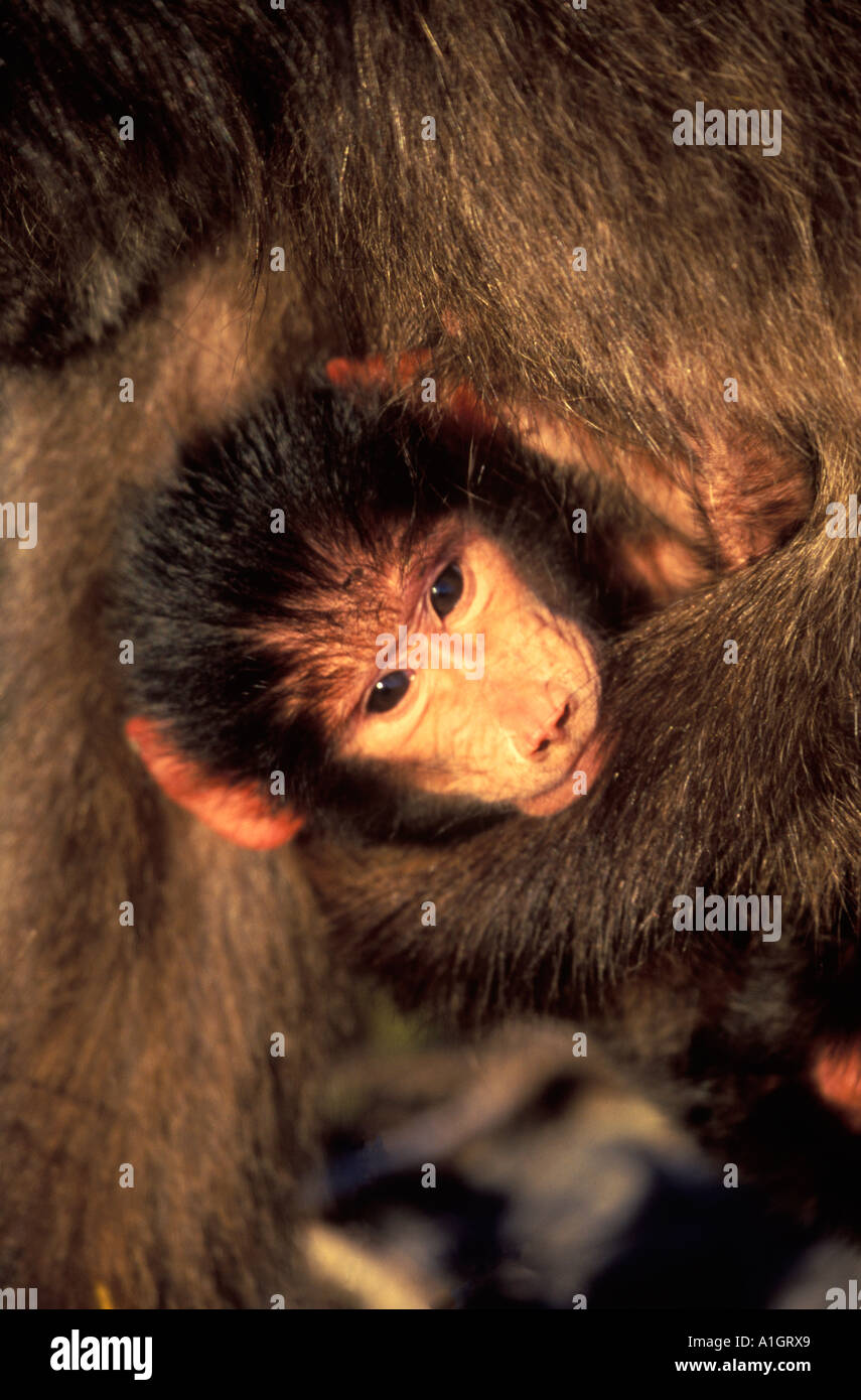 Baby monkey in mothers arms hi-res stock photography and images - Alamy