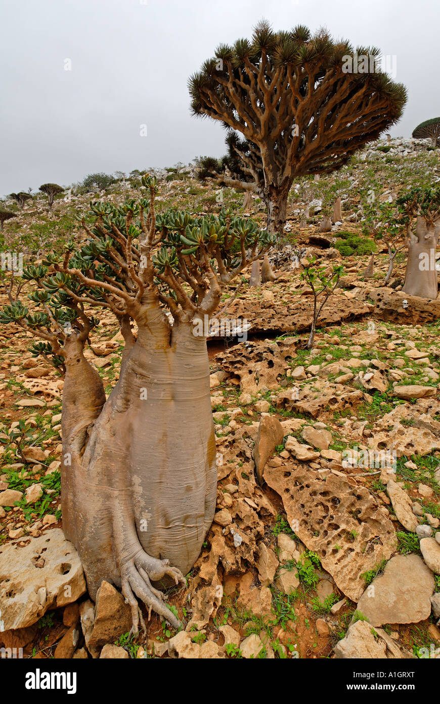 Dragon s Blood Tree on Homhil Plateau Sokotra island Yemen Stock Photo ...