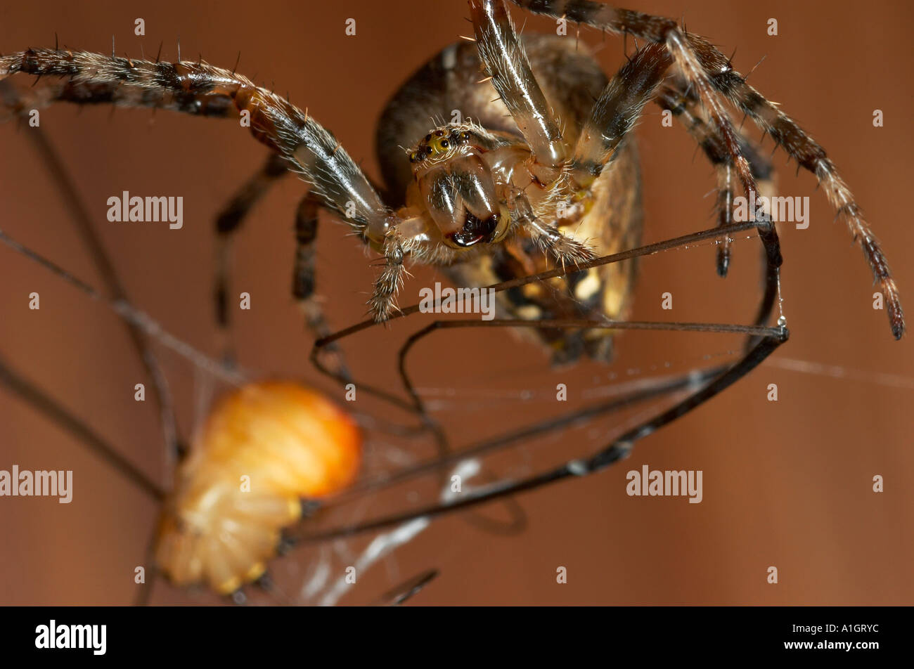 Spider fighting spider Stock Photo - Alamy