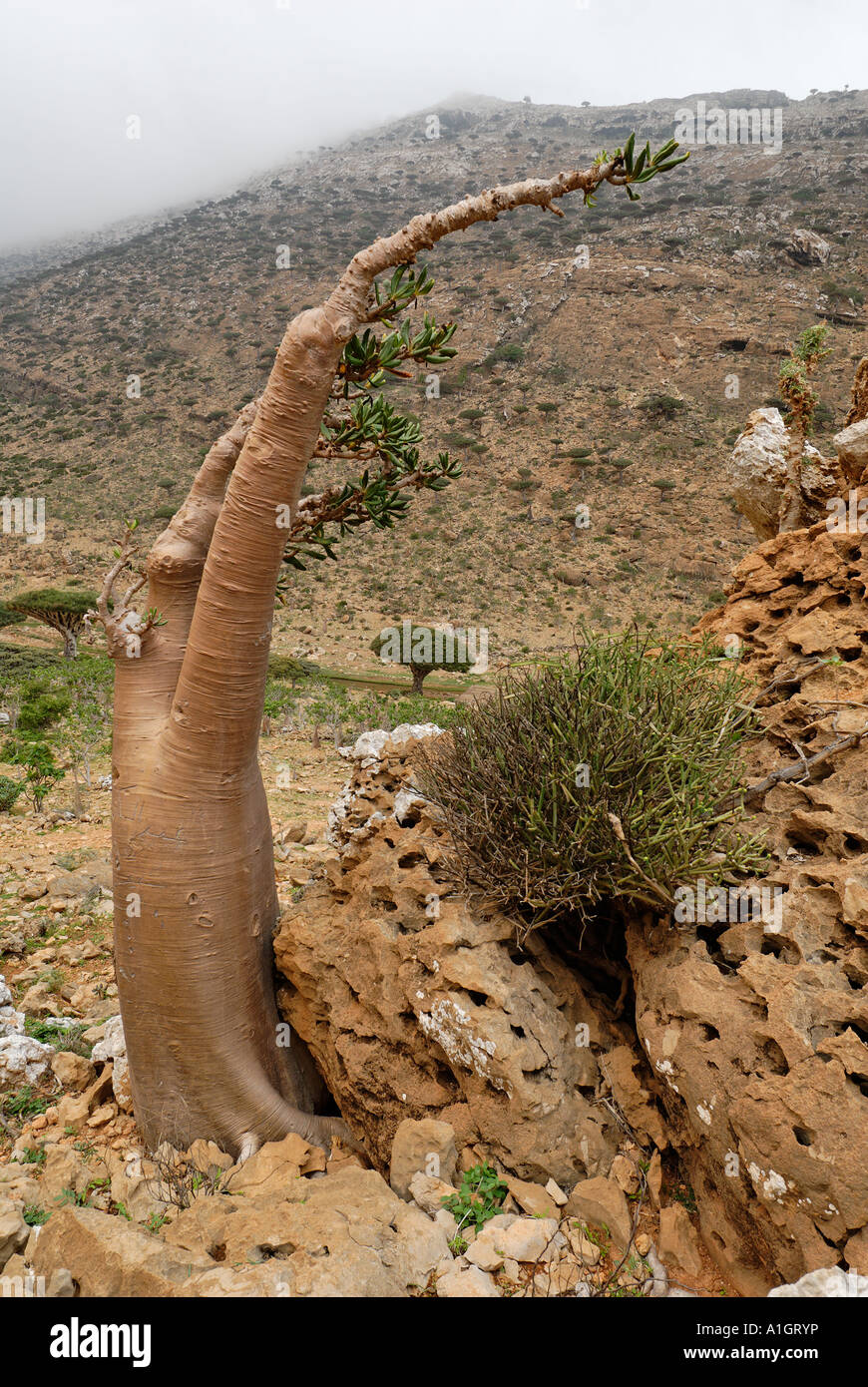 Socotra Desert Rose or Bottle Tree adenium obesum sokotranum Homhil ...