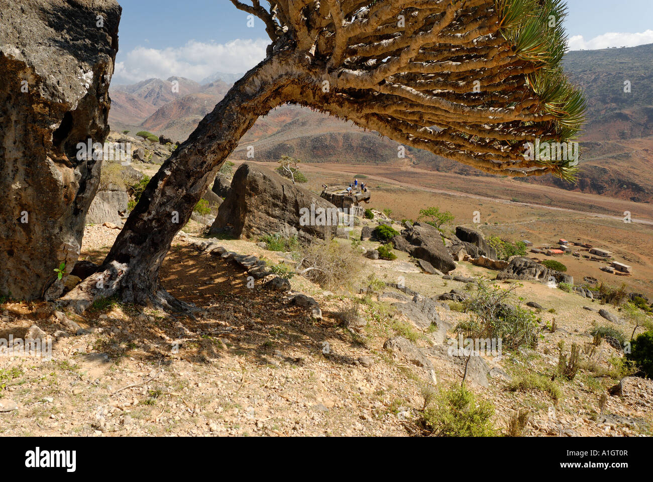Dragon s Blood Tree on Socotra island Yemen Stock Photo - Alamy