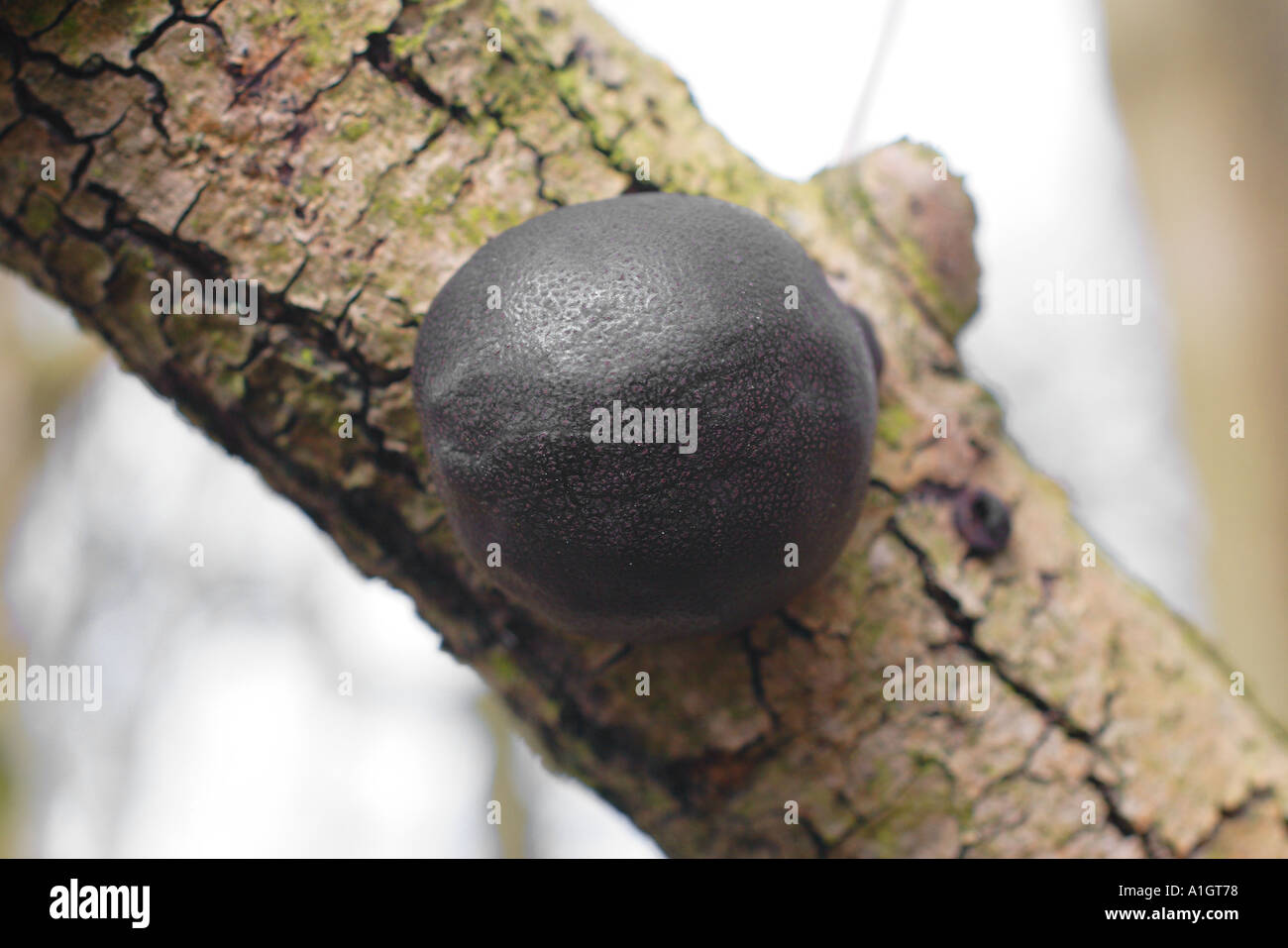 king alfred s cake Stock Photo - Alamy