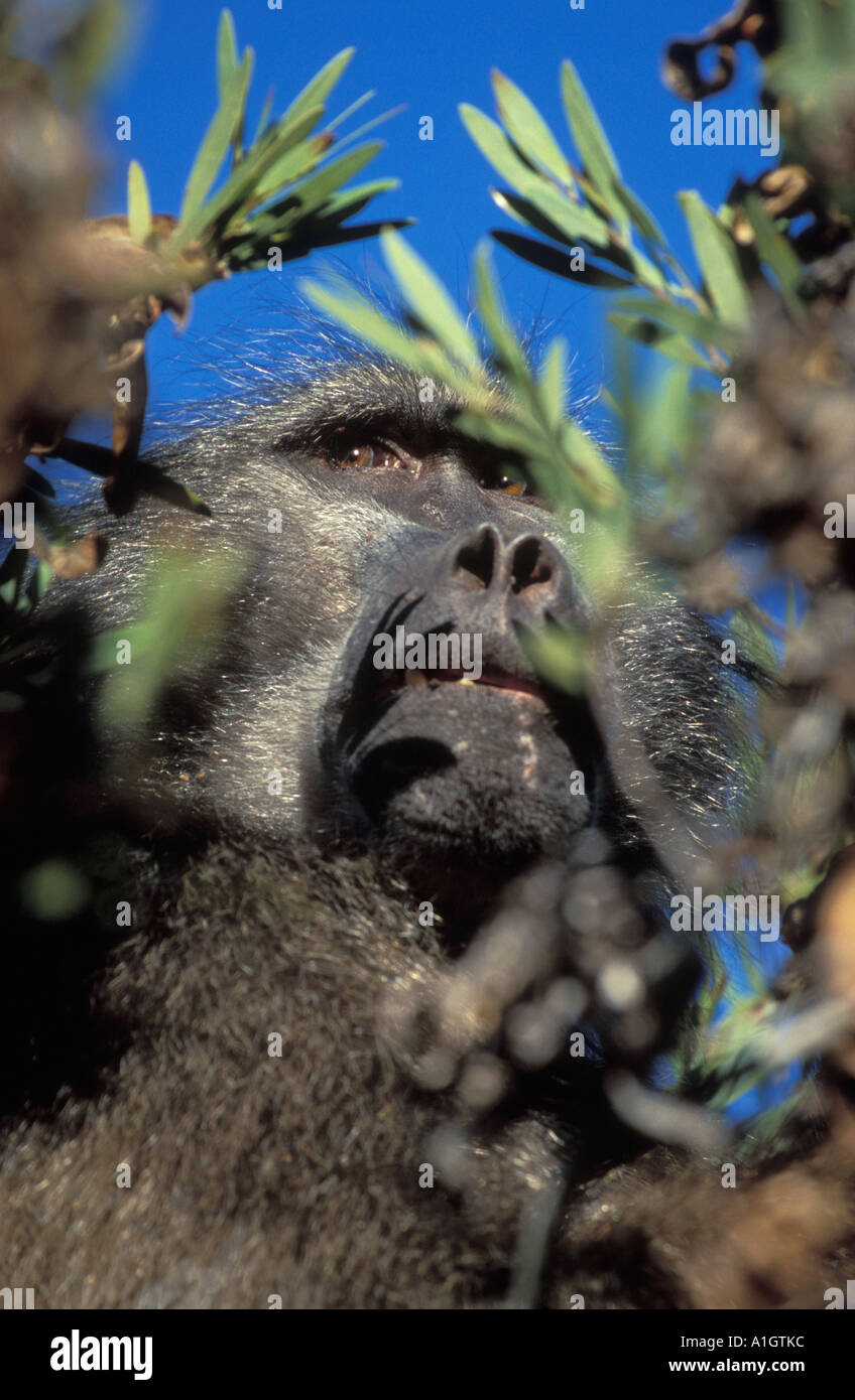 Rooikrans tree hi-res stock photography and images - Alamy