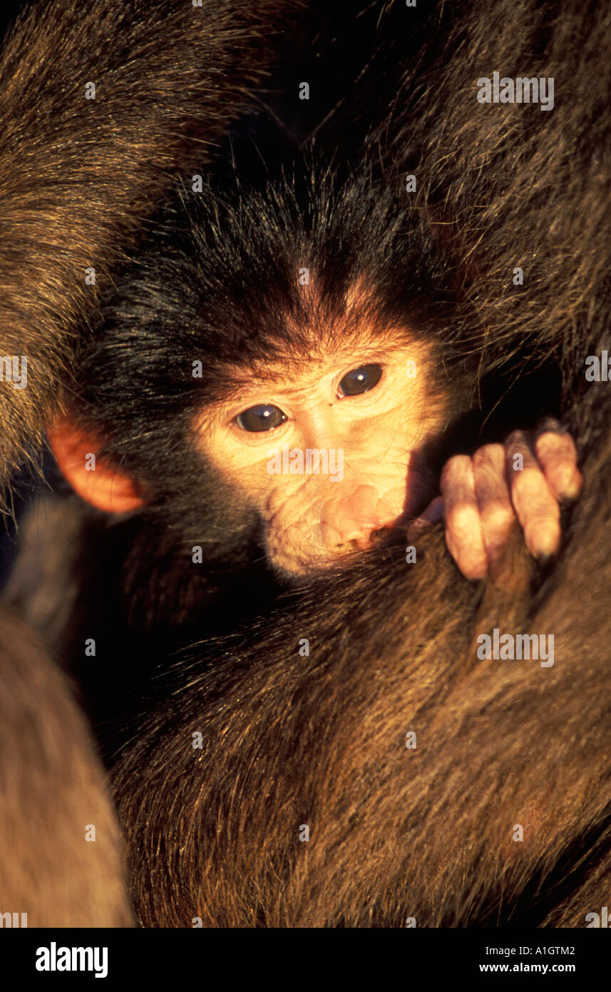 Newborn chacma baboon hi-res stock photography and images - Alamy