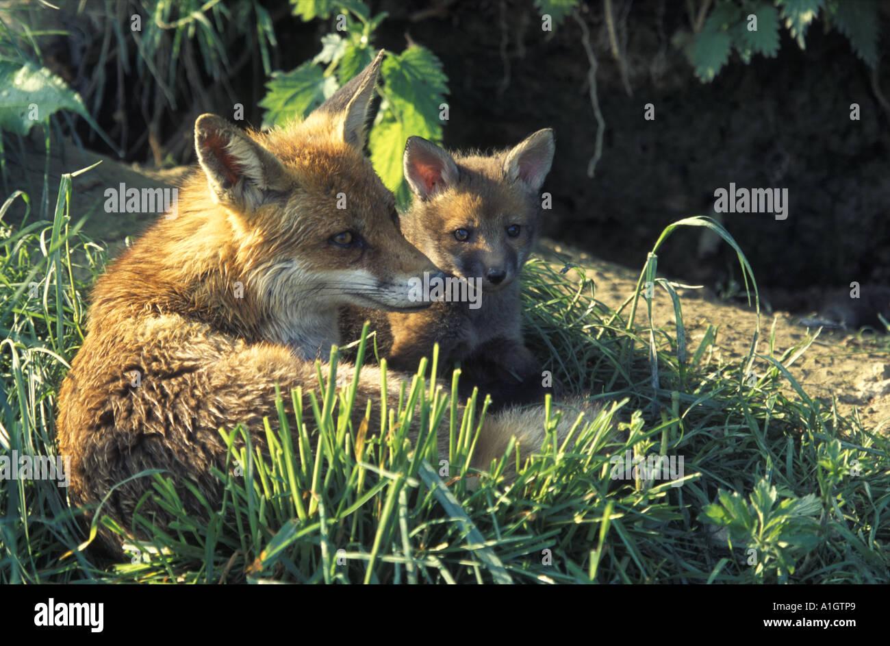 Cute fox cubs with mother uk hi-res stock photography and images - Alamy