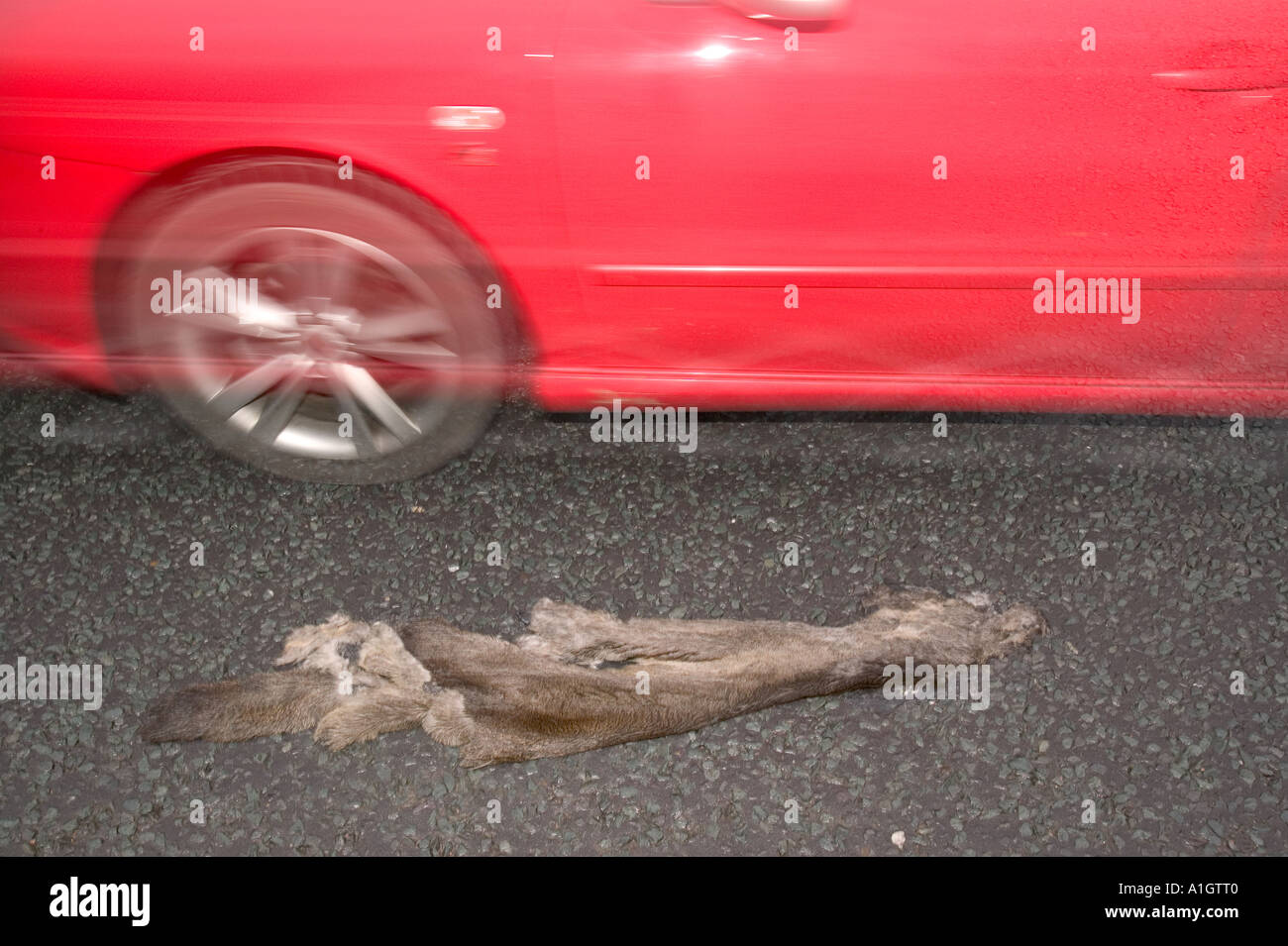 Dead otter on road hi-res stock photography and images - Alamy