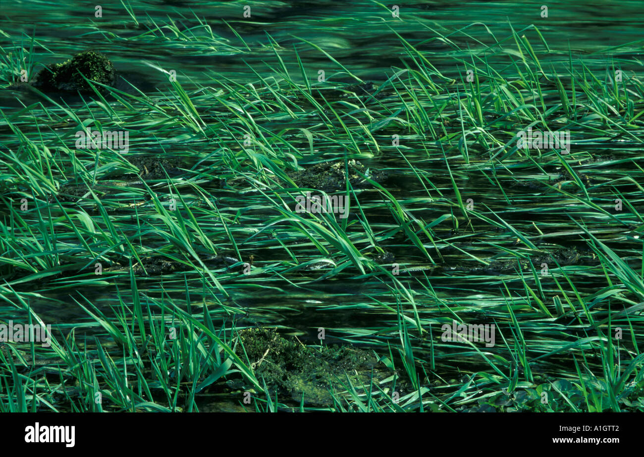 Reeds in a river Stock Photo - Alamy