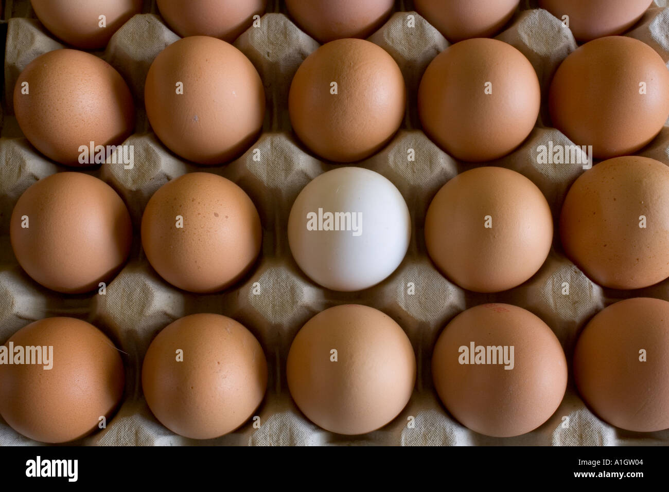 Eggs odd one out hi-res stock photography and images - Alamy