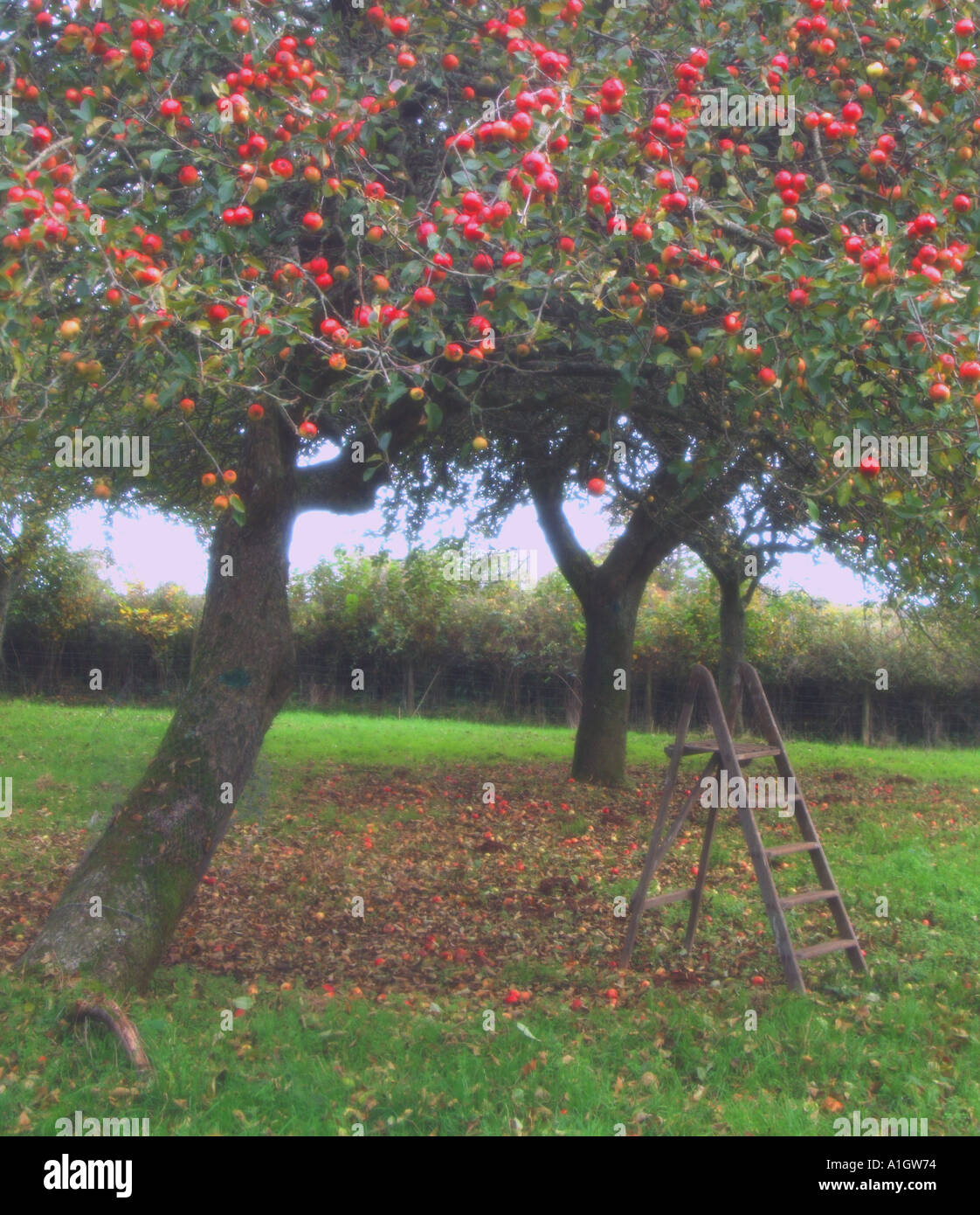Red apples on an apple tree in an orchard with wooden steps underneath ...