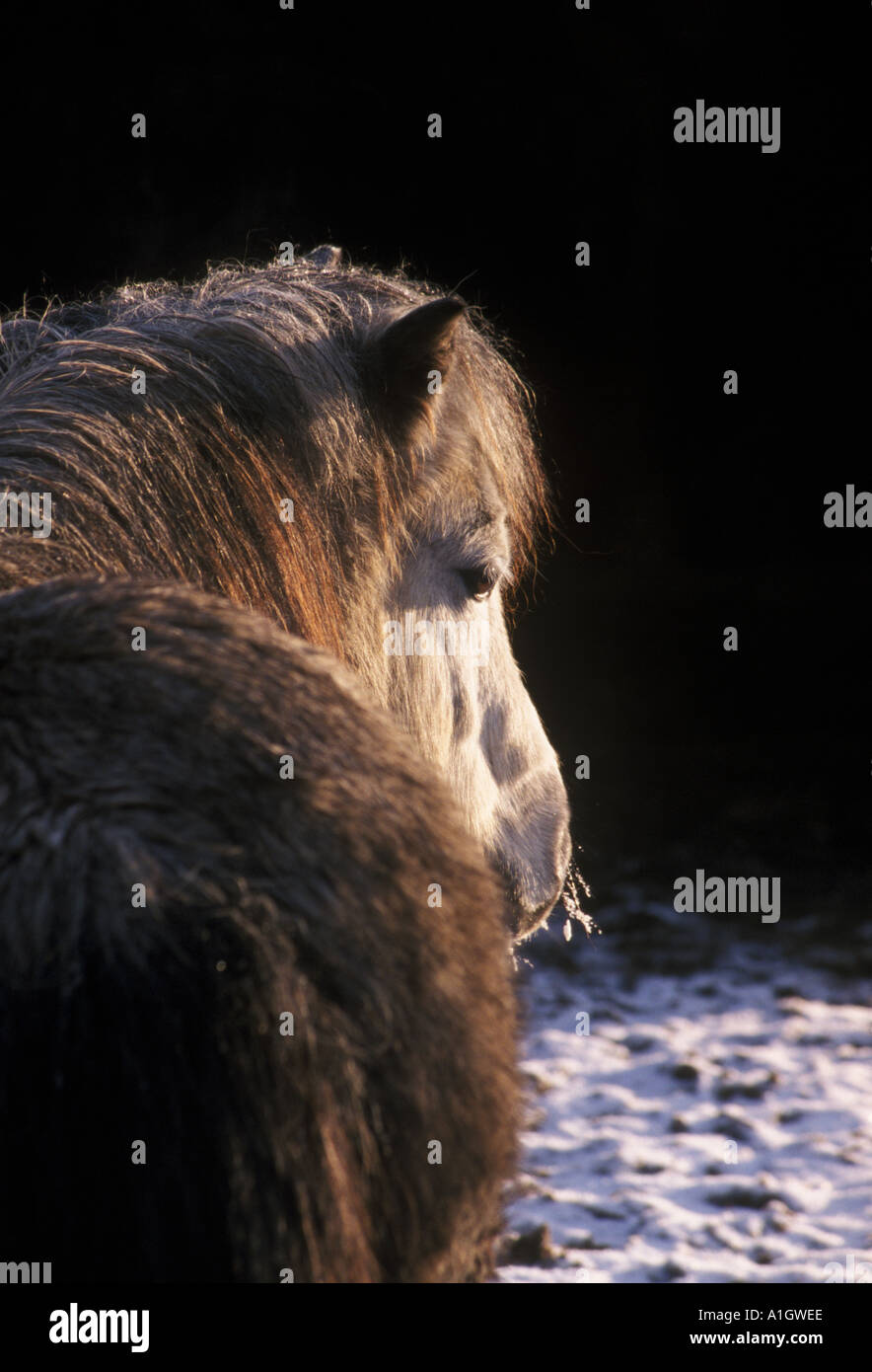 Shetland pony in snow hi-res stock photography and images - Alamy