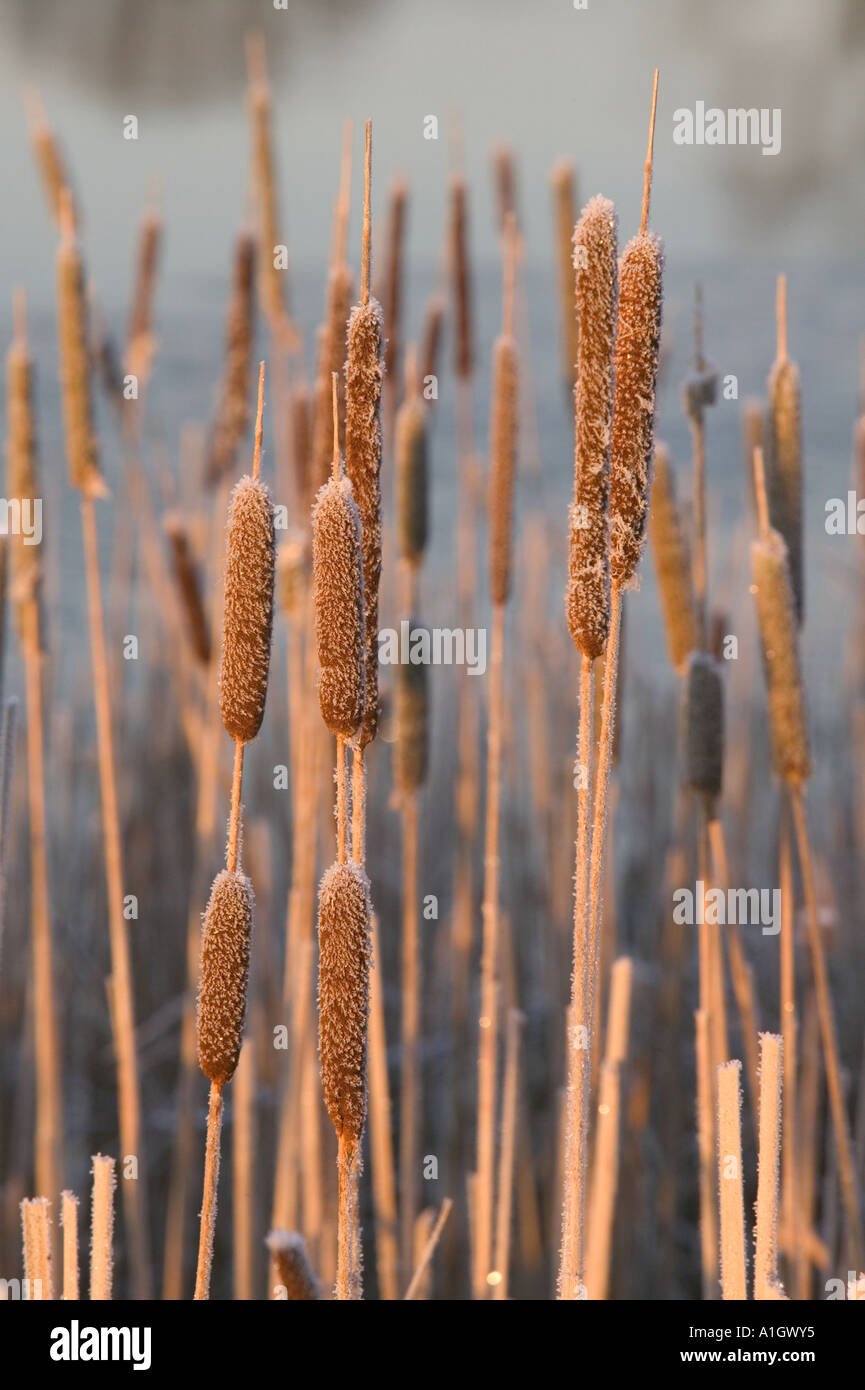 bullrushes with frost on them, Ambleside, Lake district, UK Stock Photo ...