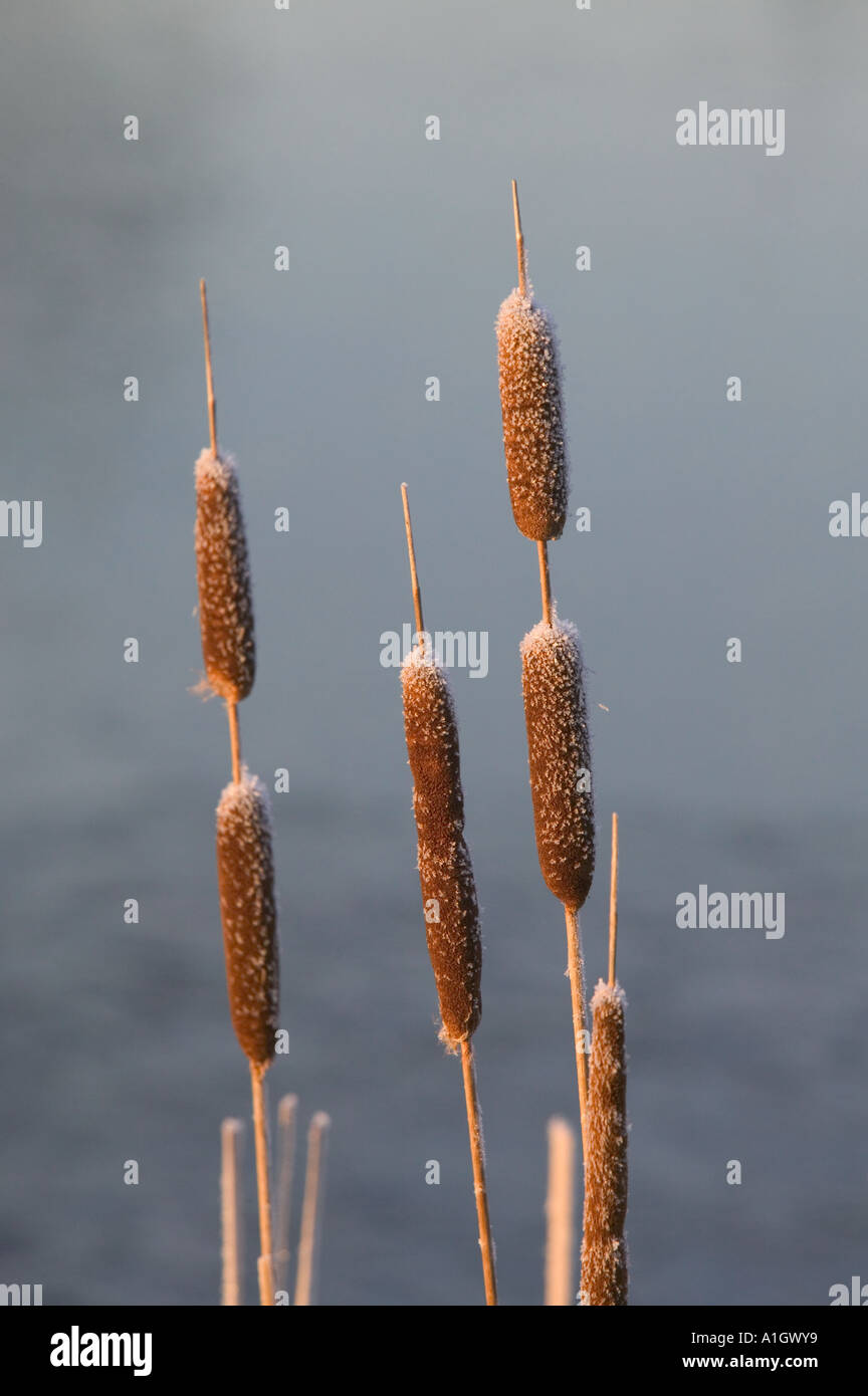 Bull Rush Stock Photos & Bull Rush Stock Images - Alamy