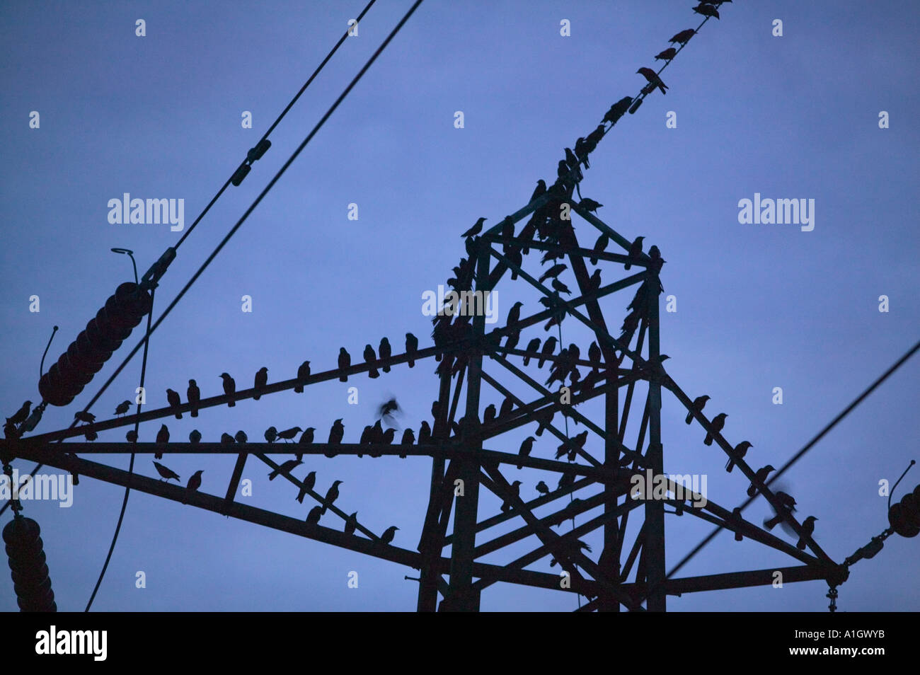 Jackdaws and Rooks lined up on a electricity pylon, prior to roosting ...