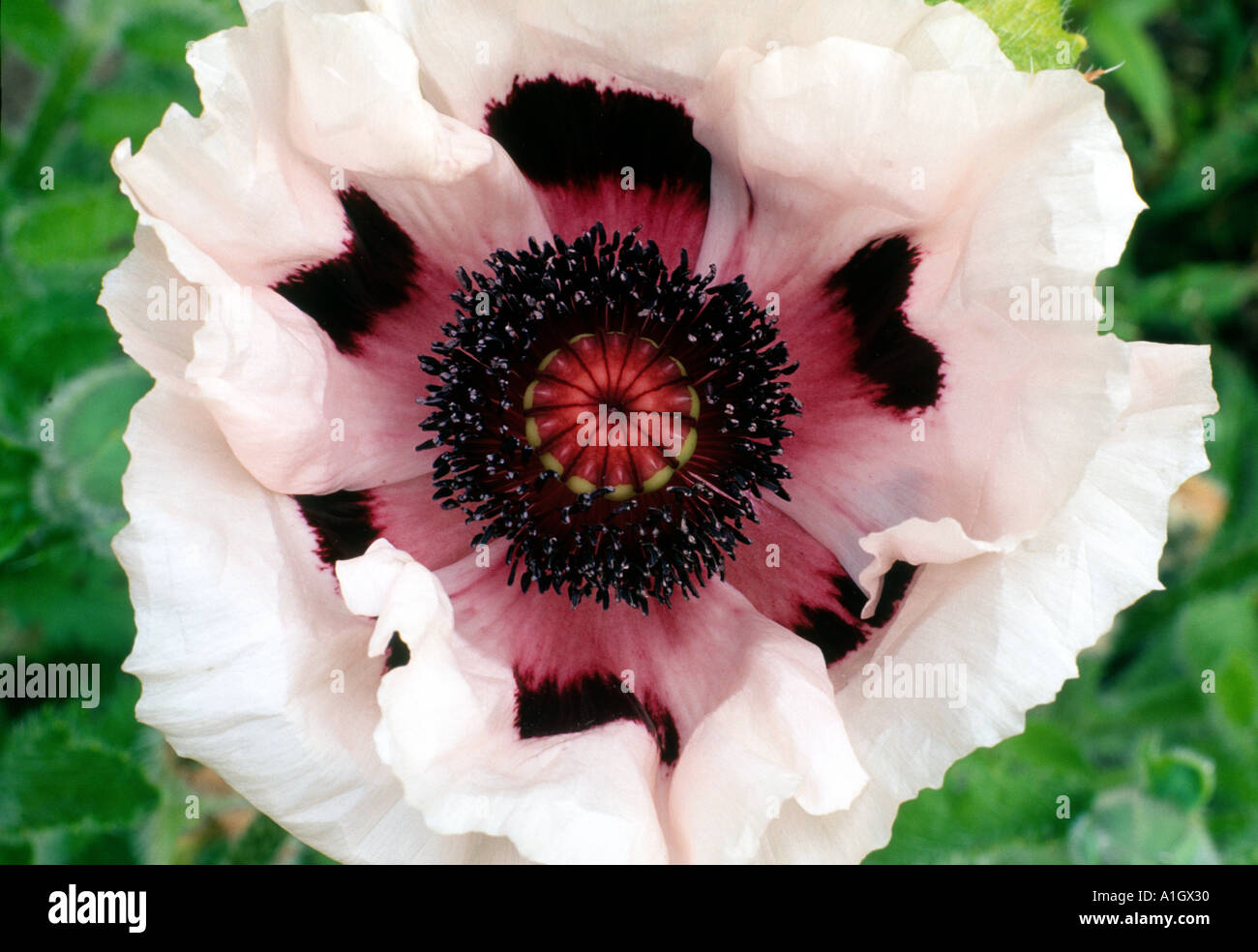 Papaver orientale Perry s White Stock Photo - Alamy
