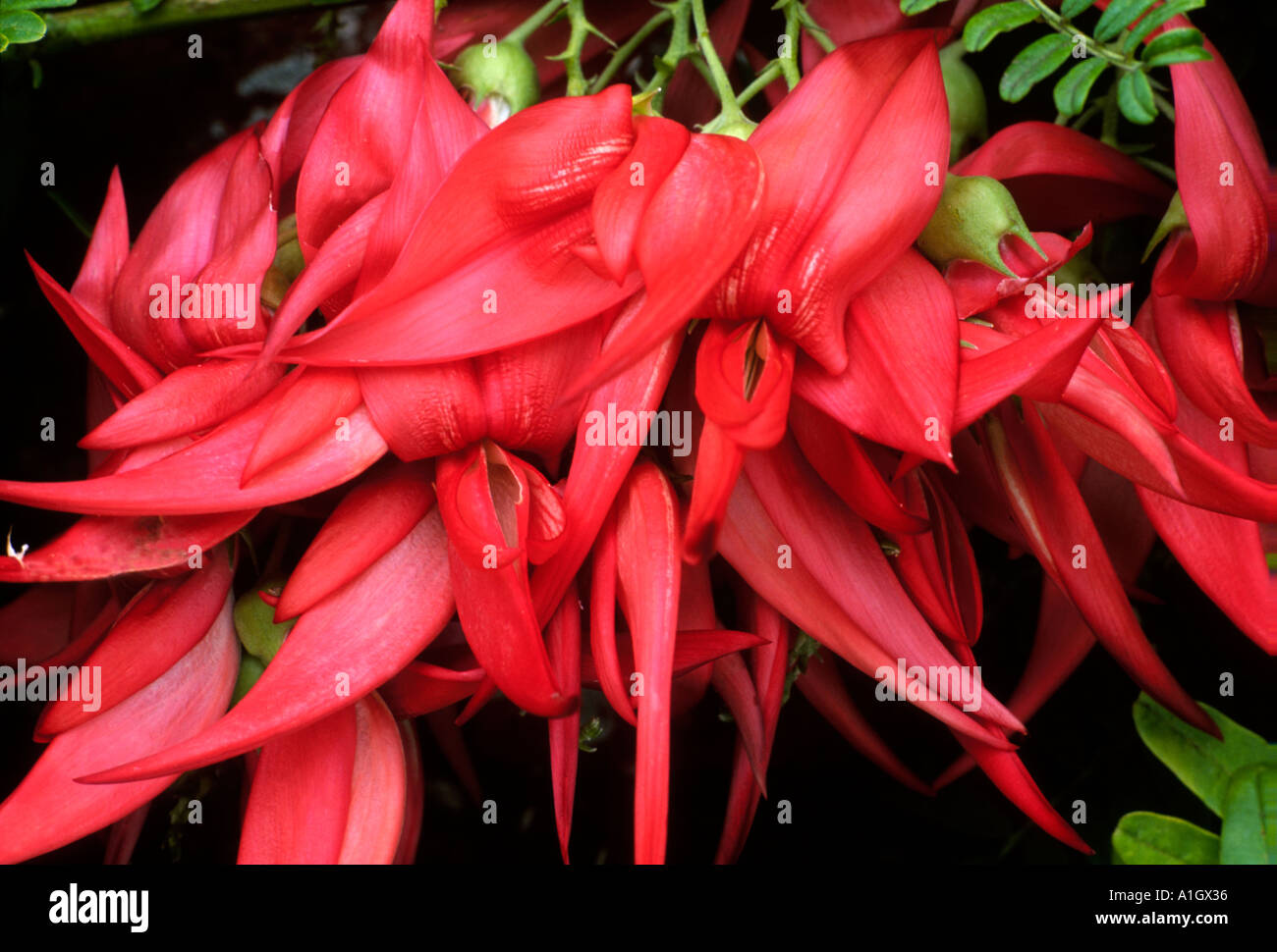 Red claw shaped flowers hi-res stock photography and images - Alamy