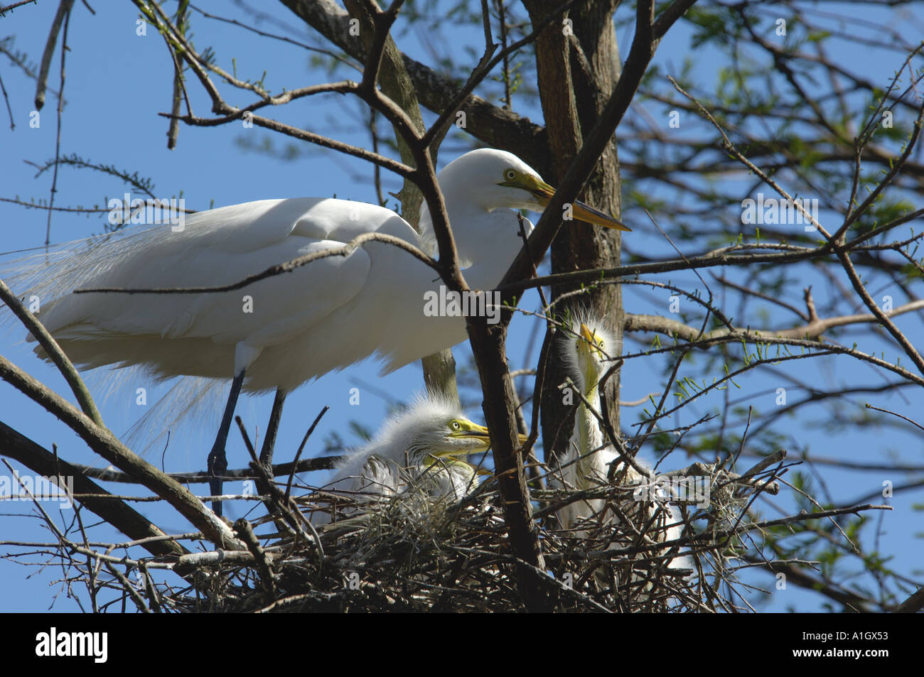 Great Egrets nesting with baby chicks 2 ardea alba Stock Photo - Alamy