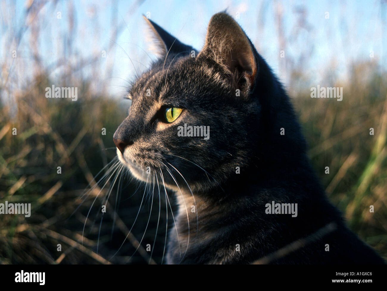 Tiger tabby cat outdoors hunting Stock Photo - Alamy