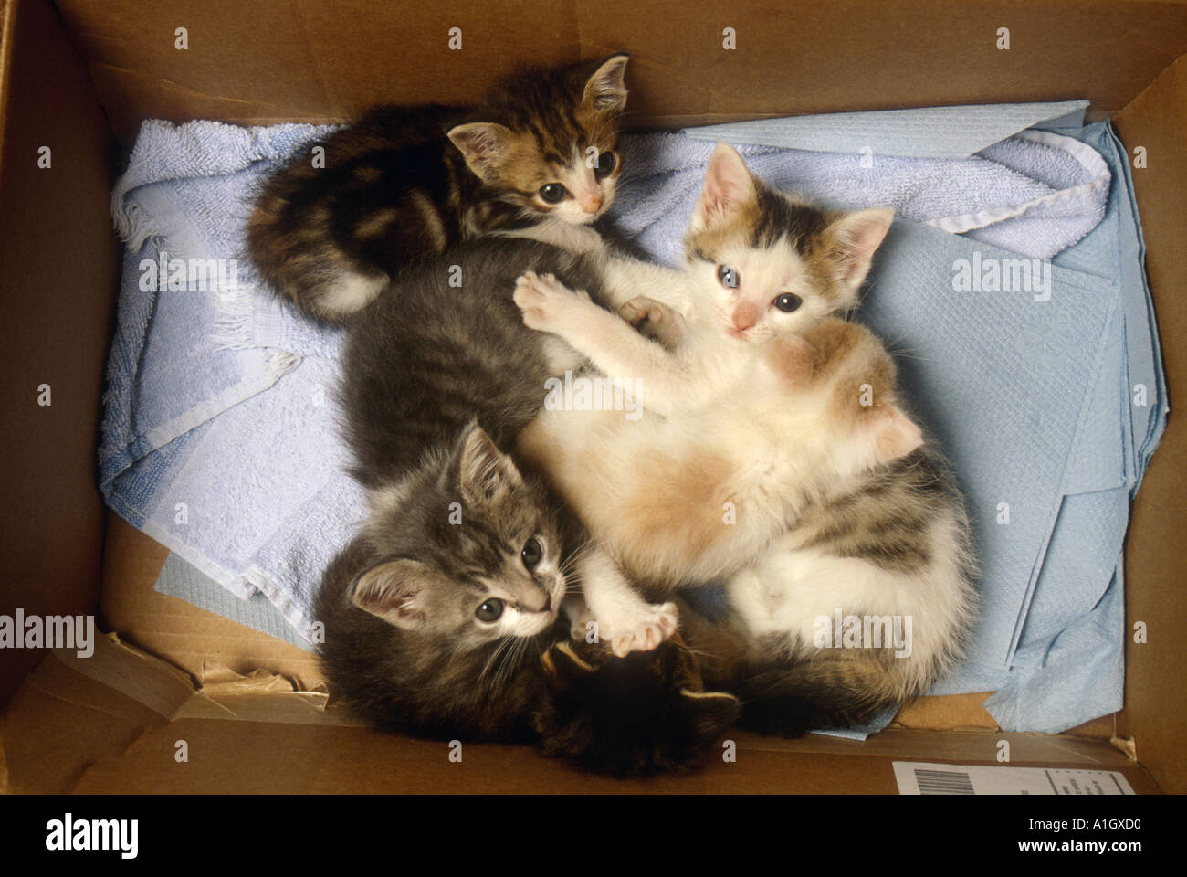 Sisters litter hi-res stock photography and images - Alamy
