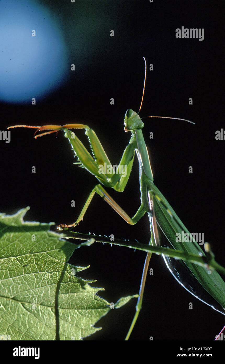 Praying mantis on the attack Stock Photo - Alamy