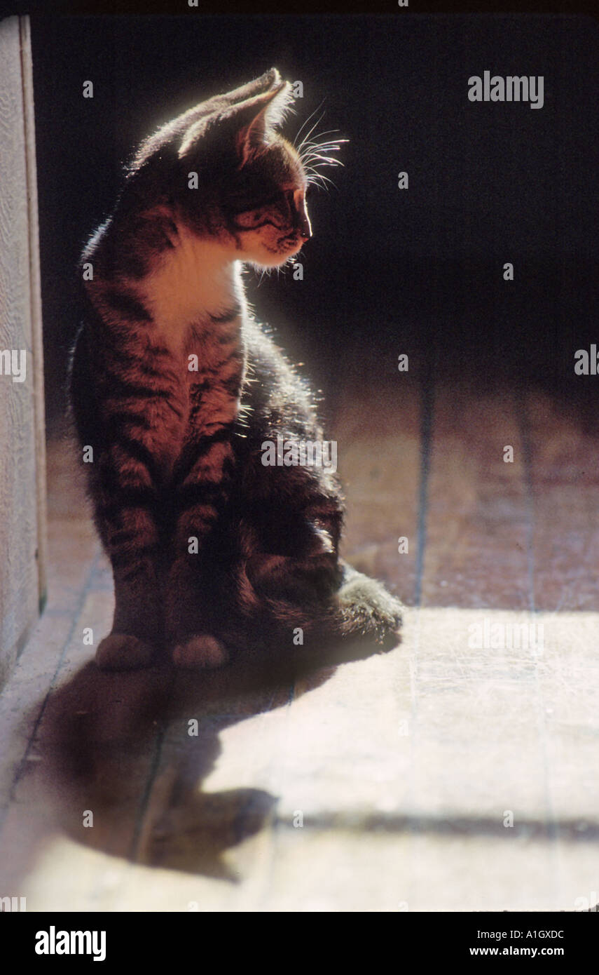 Gray tiger hi-res stock photography and images - Alamy