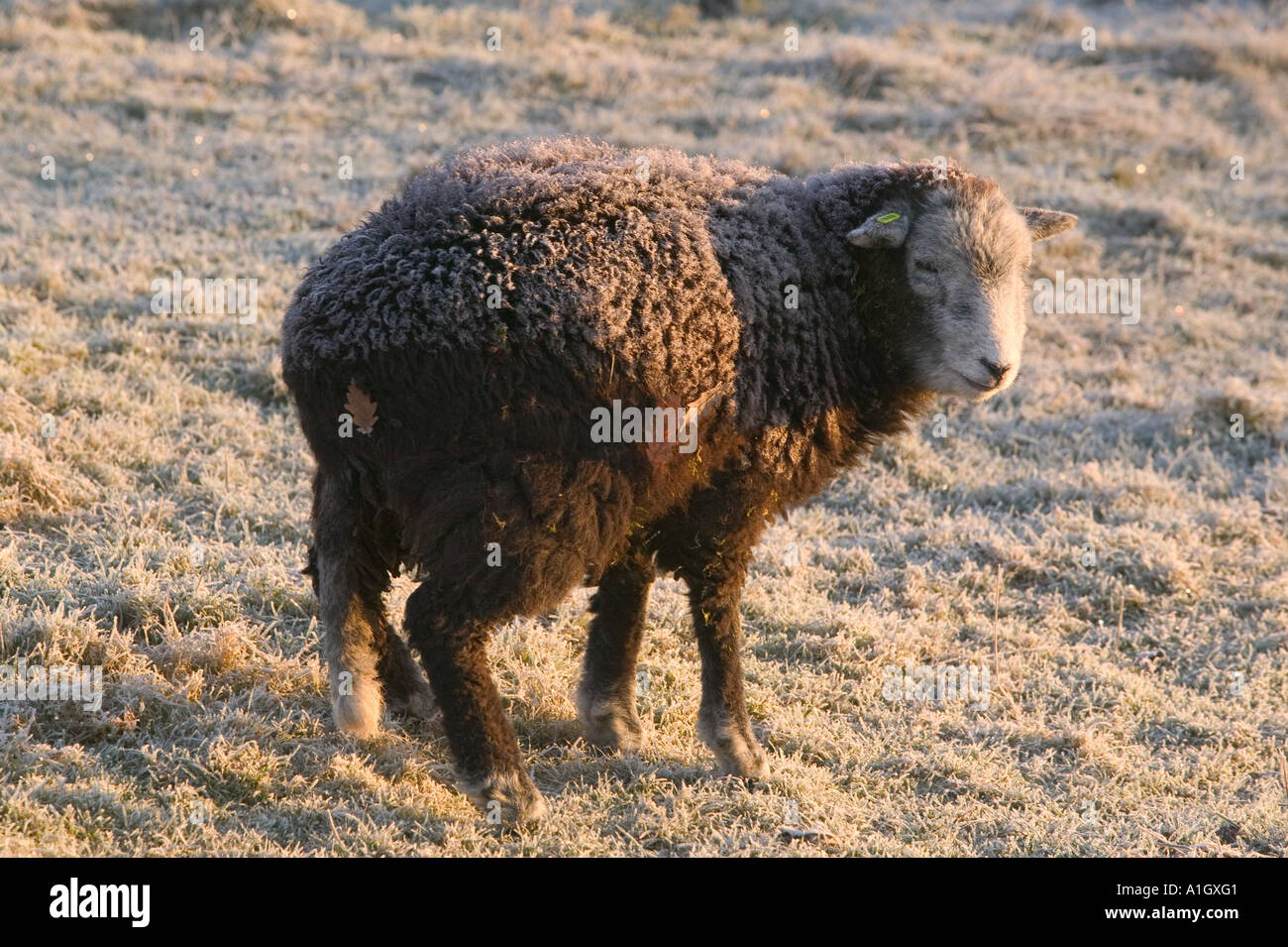 Yearling lamb hi-res stock photography and images - Alamy