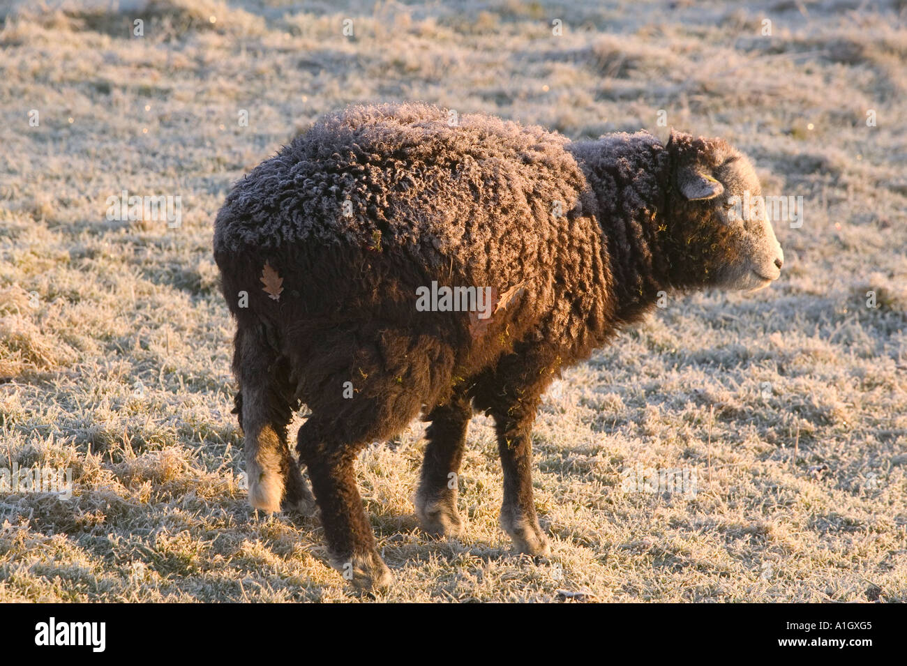 Yearling lamb hi-res stock photography and images - Alamy