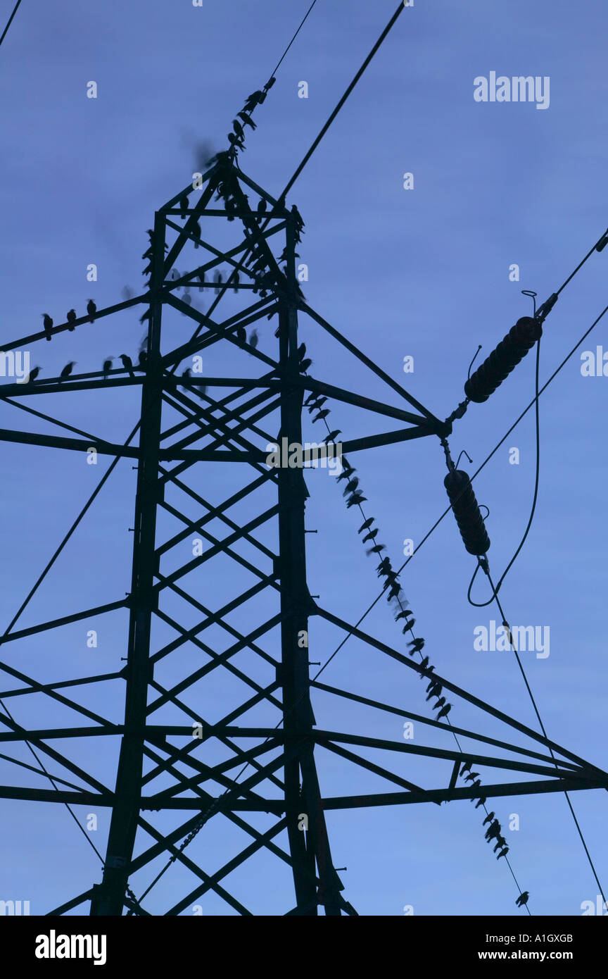Jackdaws and Rooks lined up on a electricity pylon, prior to roosting ...