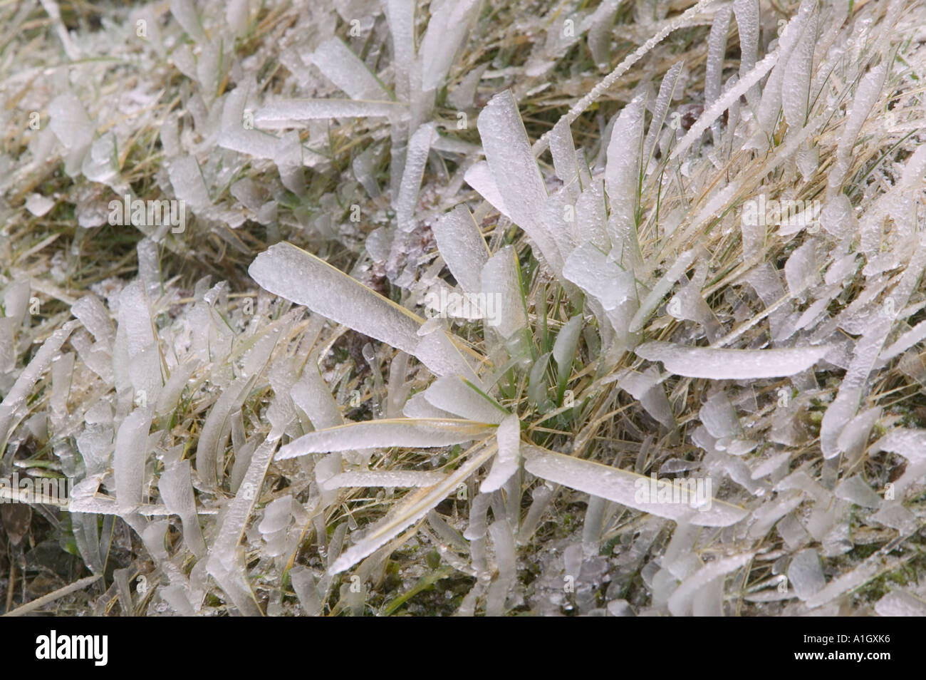 ice growing on grass at the side of a waterfall, Thirlmere, Lake ...