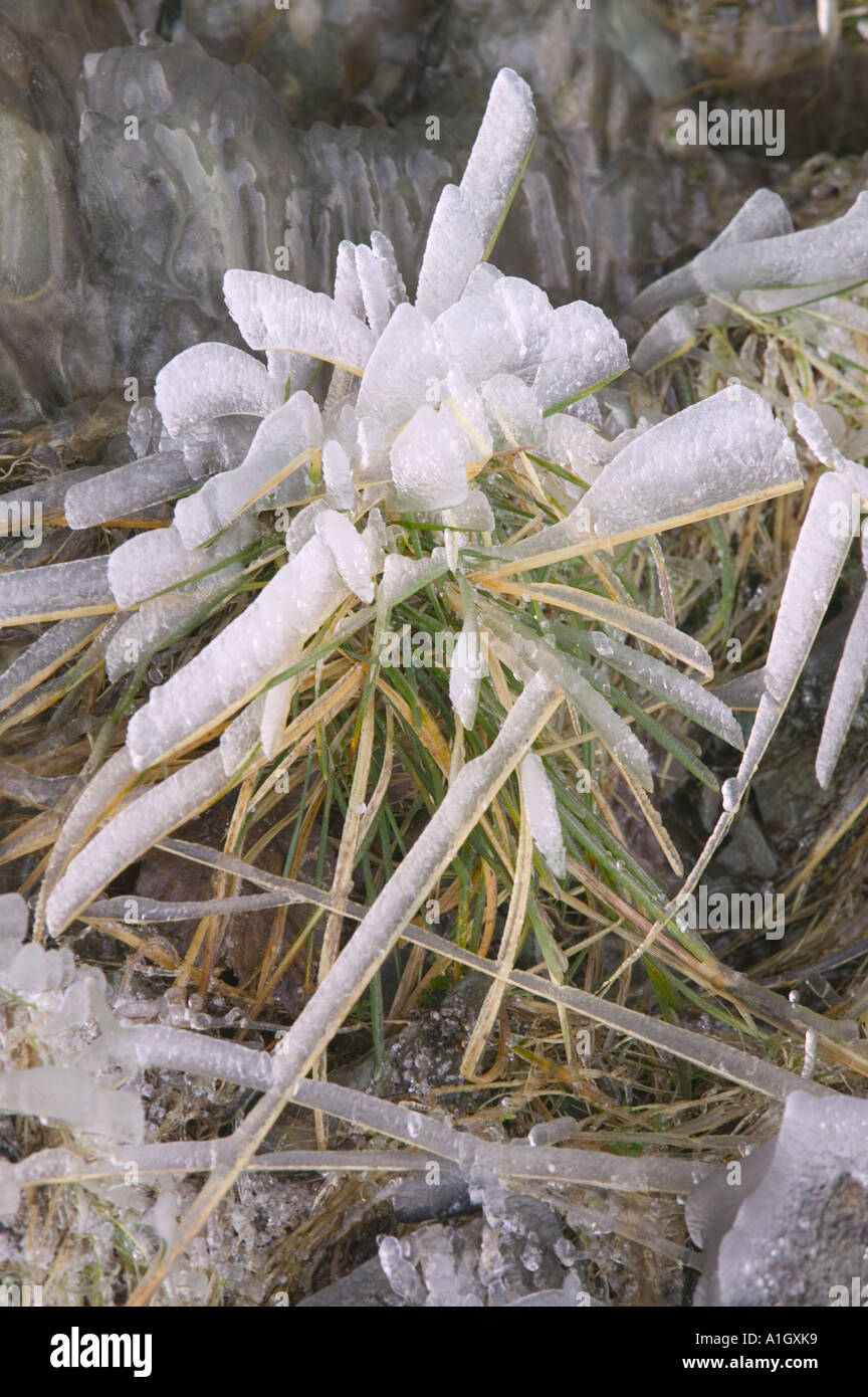 ice growing on grass at the side of a waterfall, Thirlmere, Lake ...