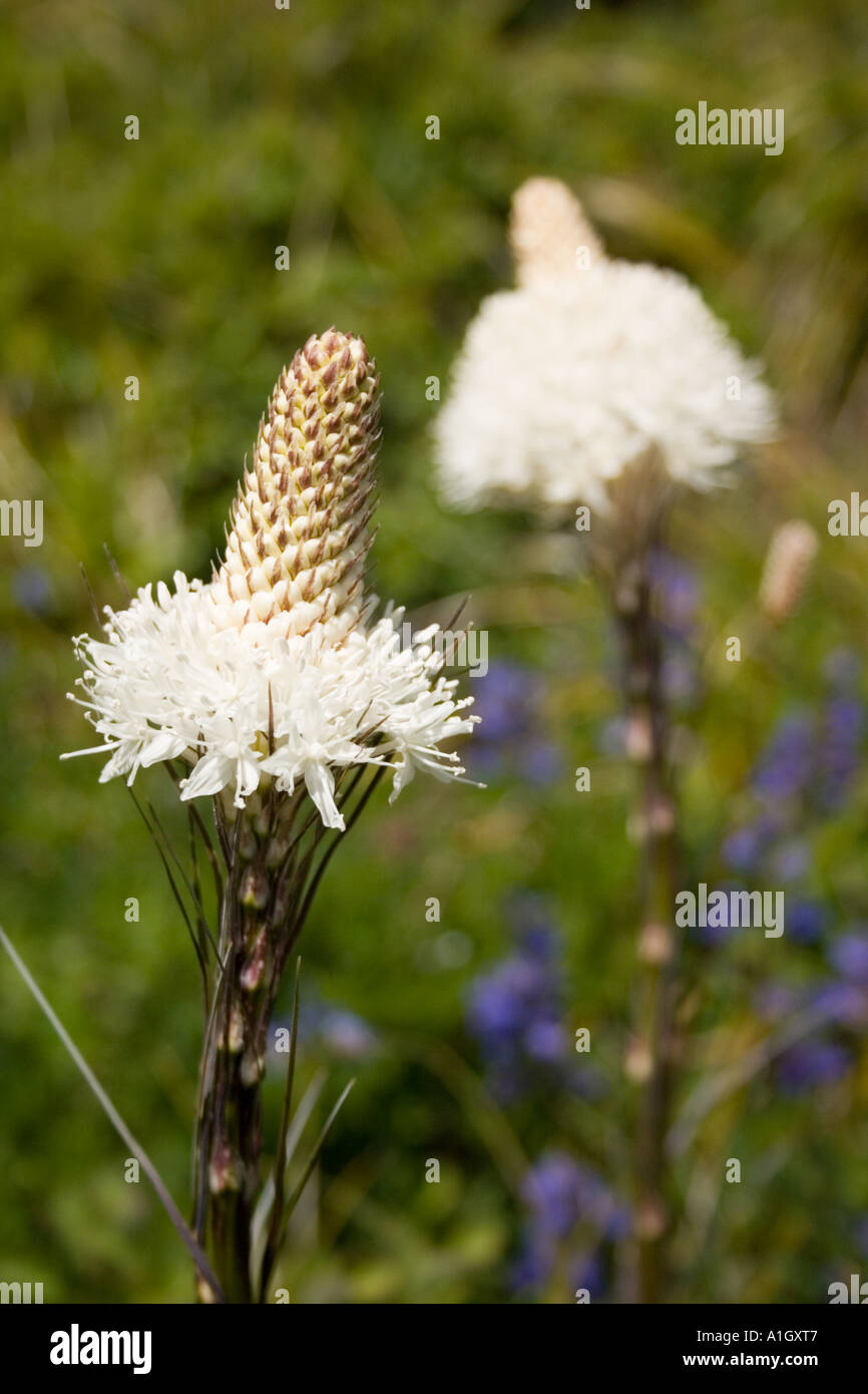 Xerophyllum tenax is a perennial monocot in the family melanthiaceae hi ...