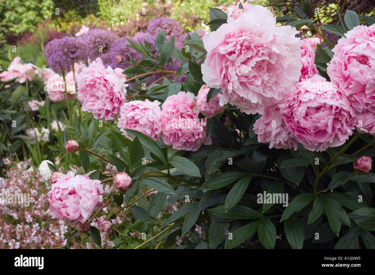 Lush peonies hi-res stock photography and images - Alamy