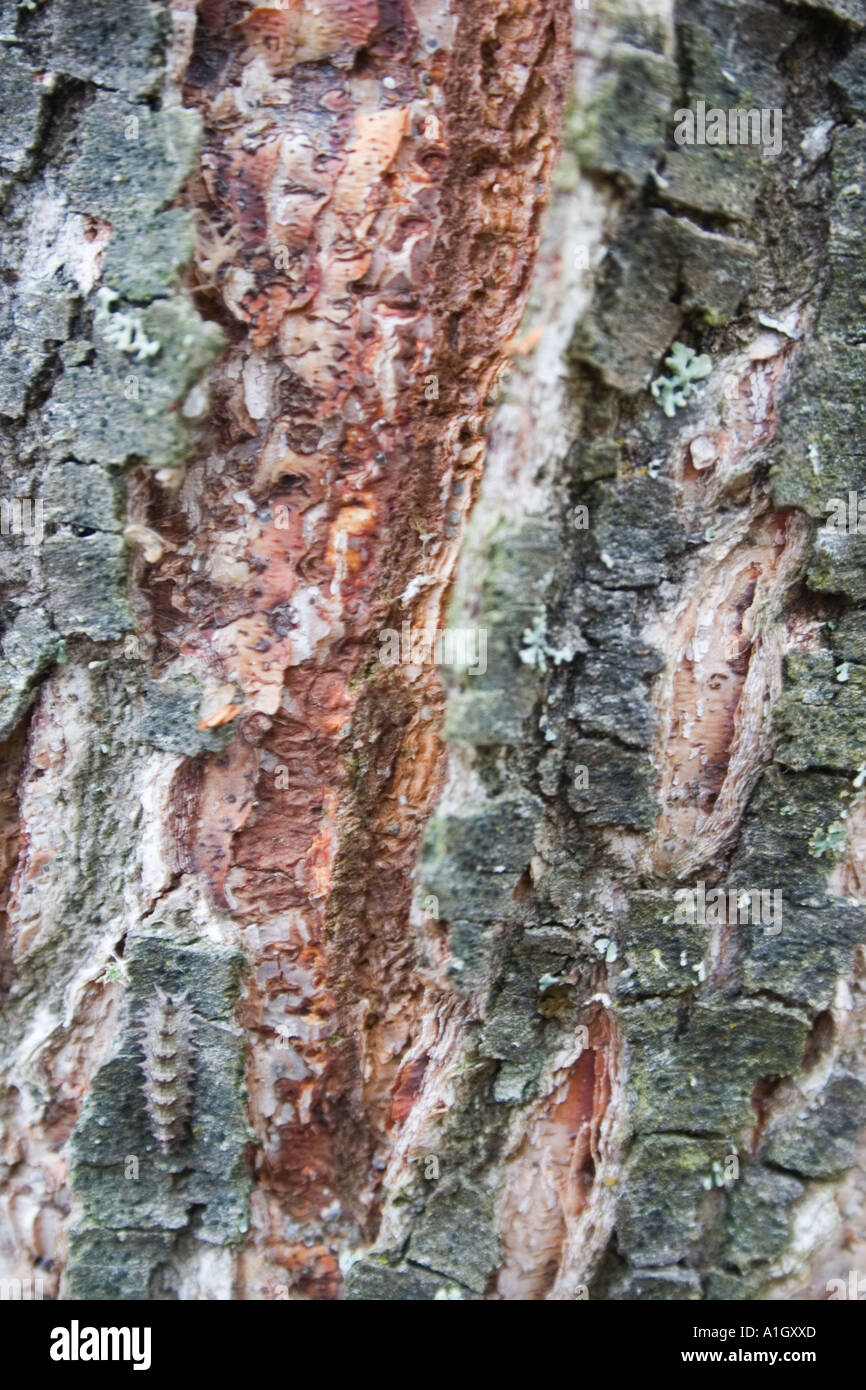 Scar on bark Stock Photo - Alamy