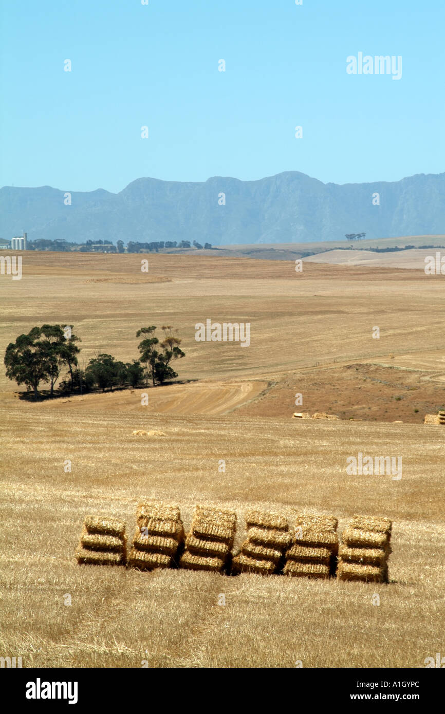 Farming fields overberg landscape scenic hi-res stock photography and ...