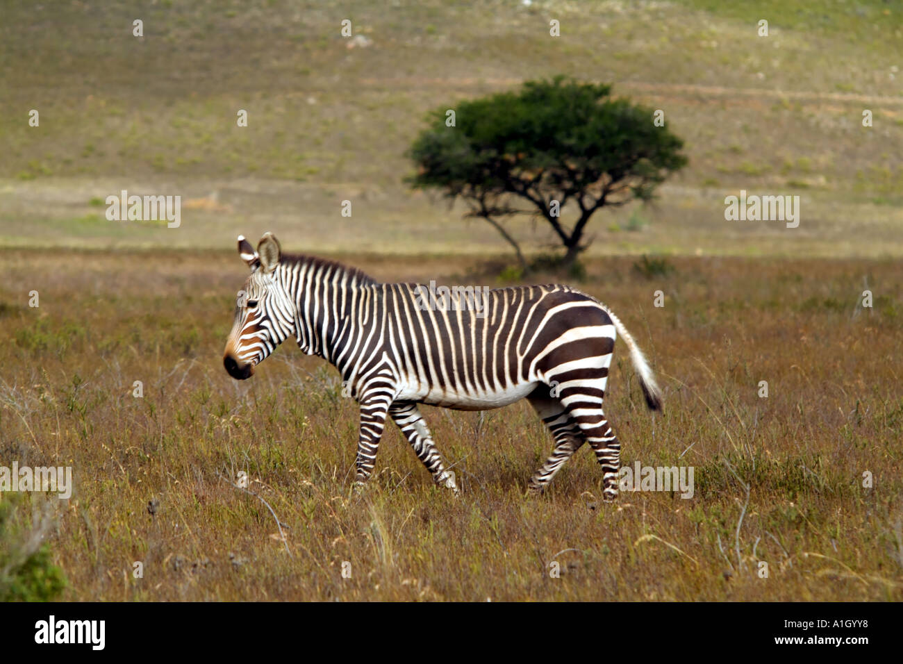Cape Mountain Zebra in the Bontebok National Park Swellendam western ...