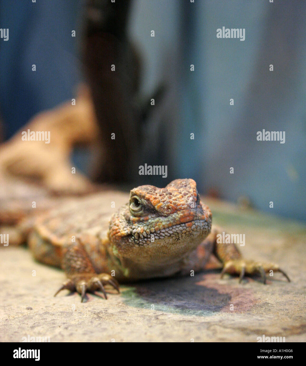 Feet with claws hi-res stock photography and images - Alamy