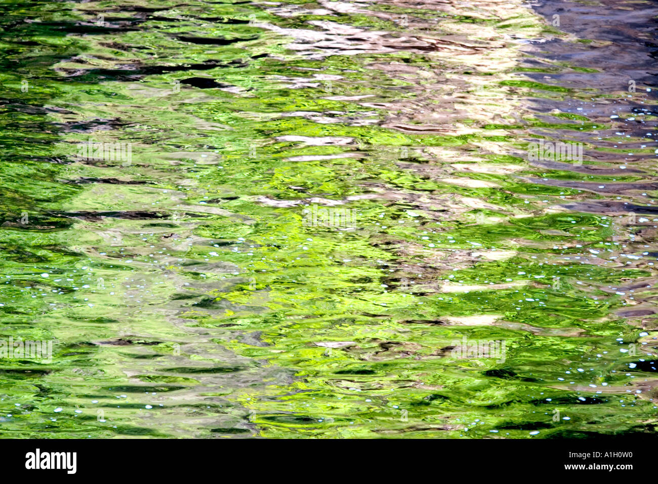Tree and leaves reflections in water hi-res stock photography and ...