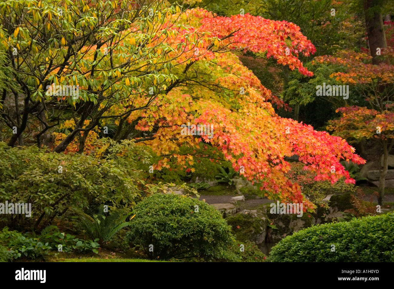 Japanese maple fall Stock Photo - Alamy