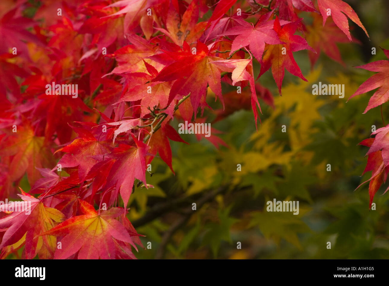 Japanese maple bright red leaves Stock Photo - Alamy