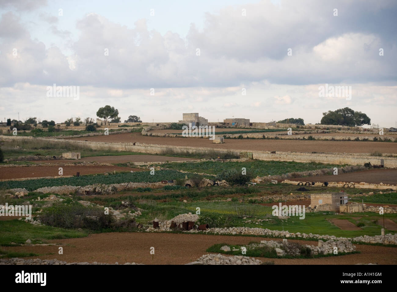 cultivation malta farming Stock Photo - Alamy
