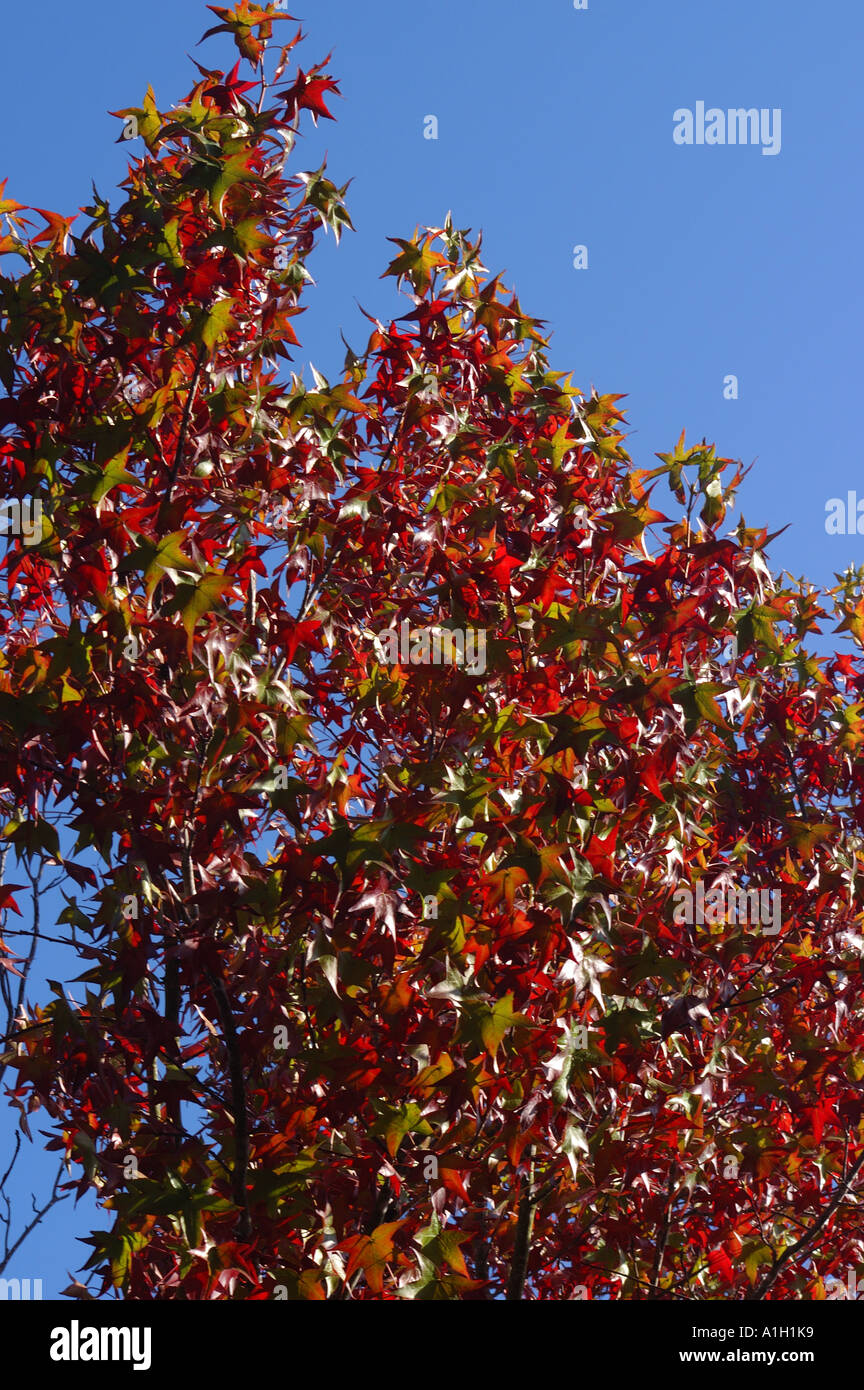 Liquid Amber Tree Stock Photo - Alamy