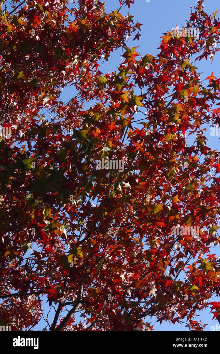 Liquid Amber Tree Stock Photo - Alamy