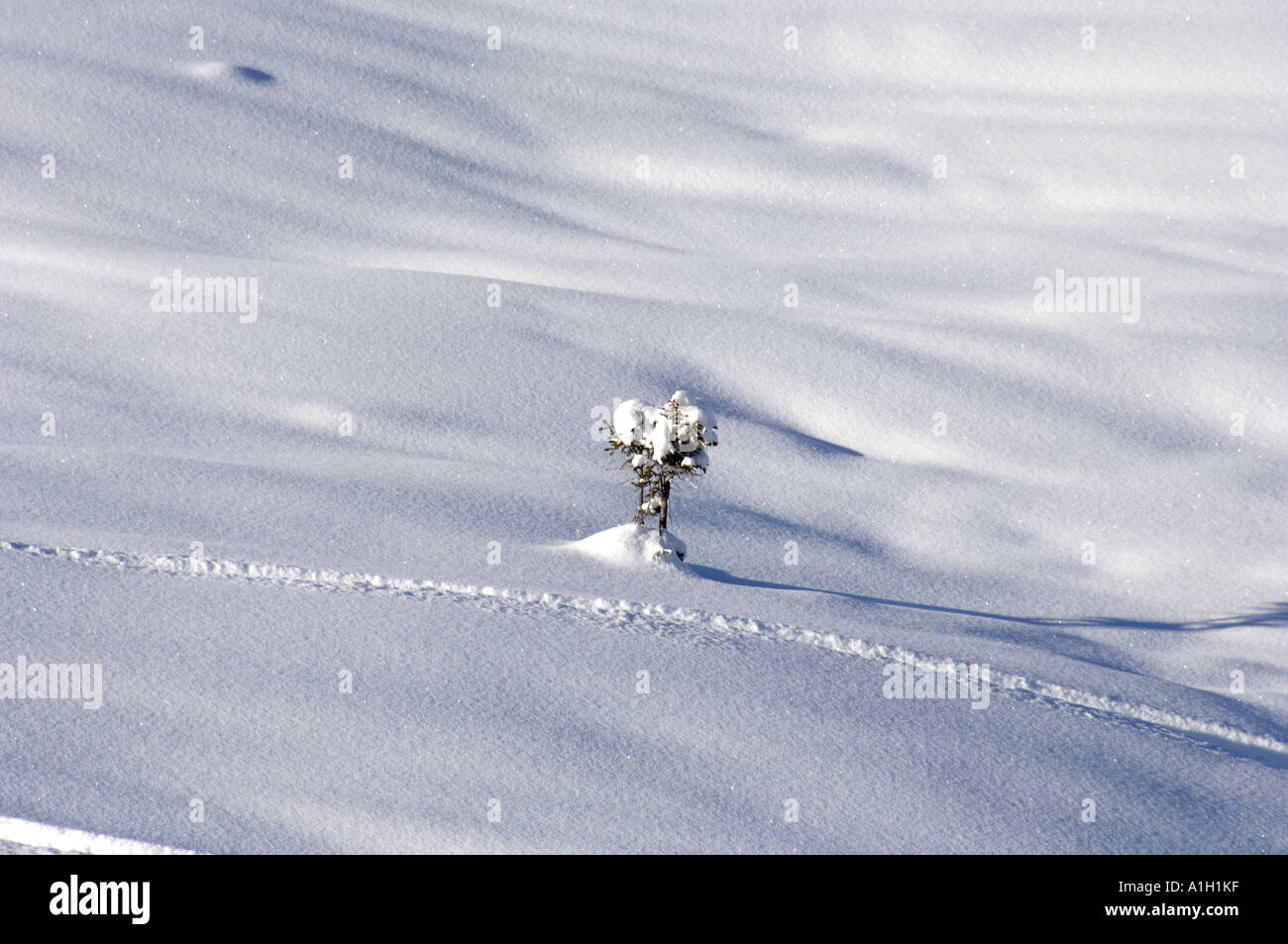 tree sapling covered with deep snow Stock Photo - Alamy