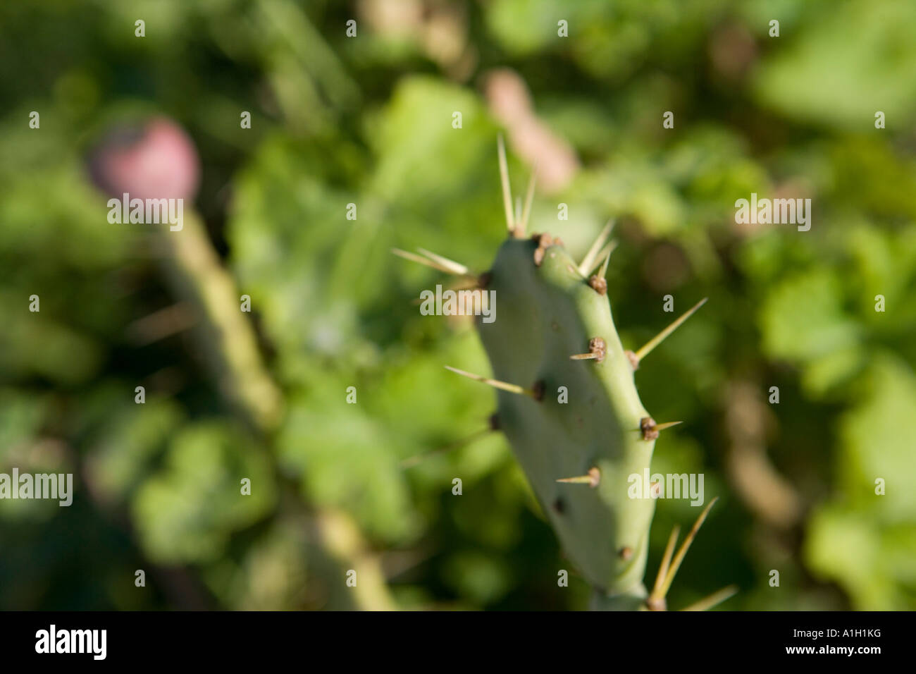 Malta travel vacation hi-res stock photography and images - Alamy